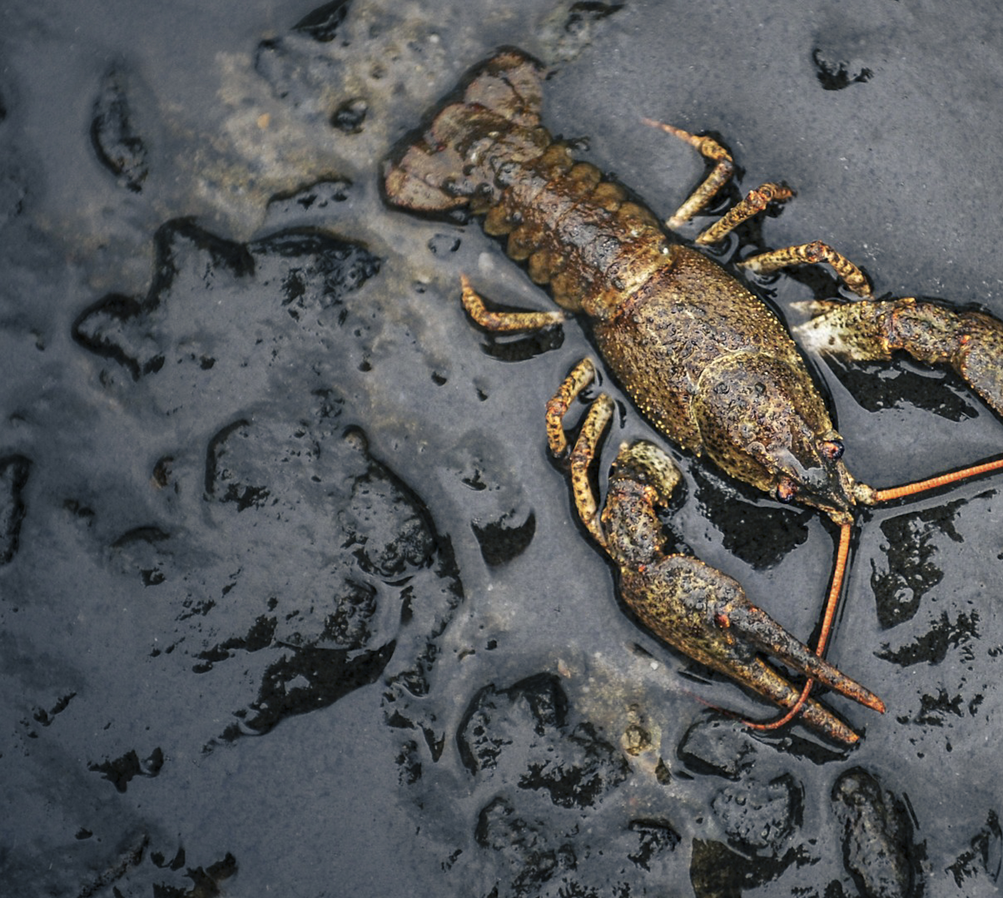 Americké raky zaplavujú Slovensko. Sú hrozbou pre naše pôvodné druhy a ...